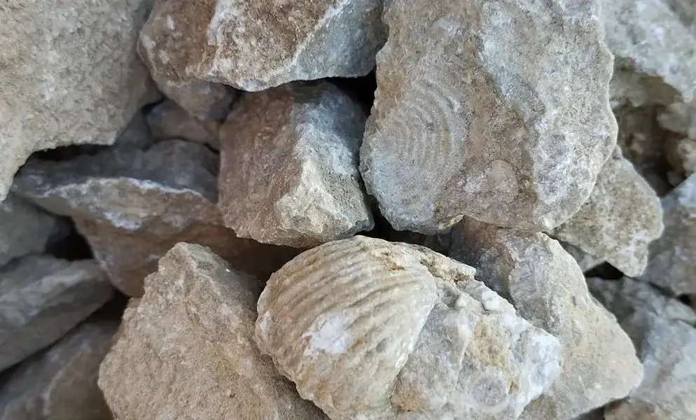 How is Limestone Formed? A Complete Guide