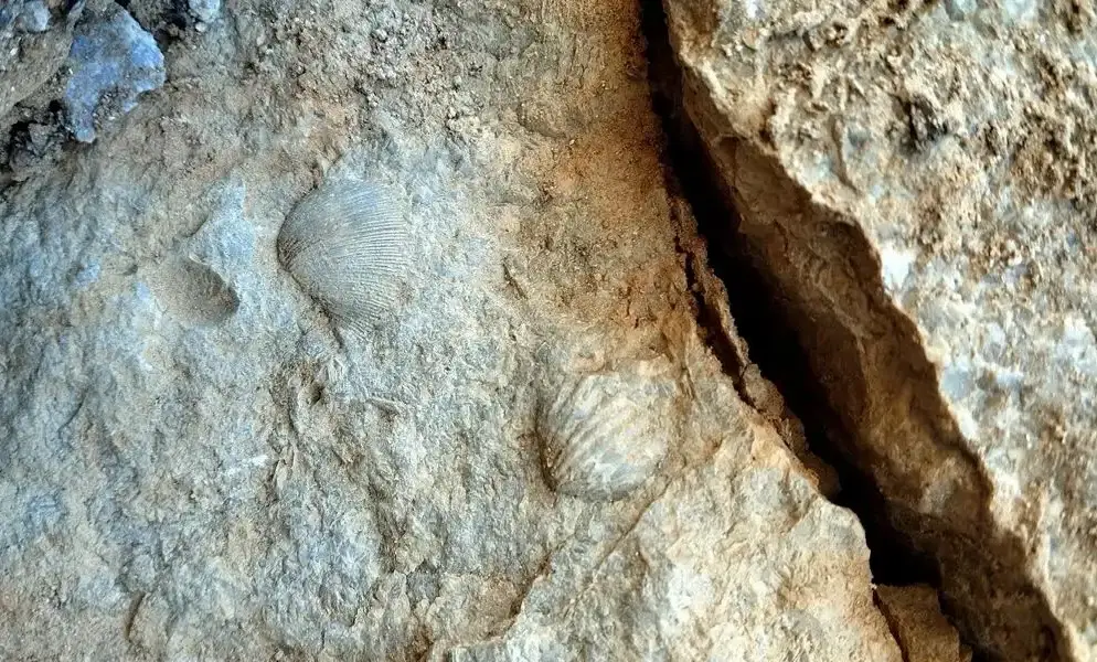 How is Limestone Formed? A Complete Guide